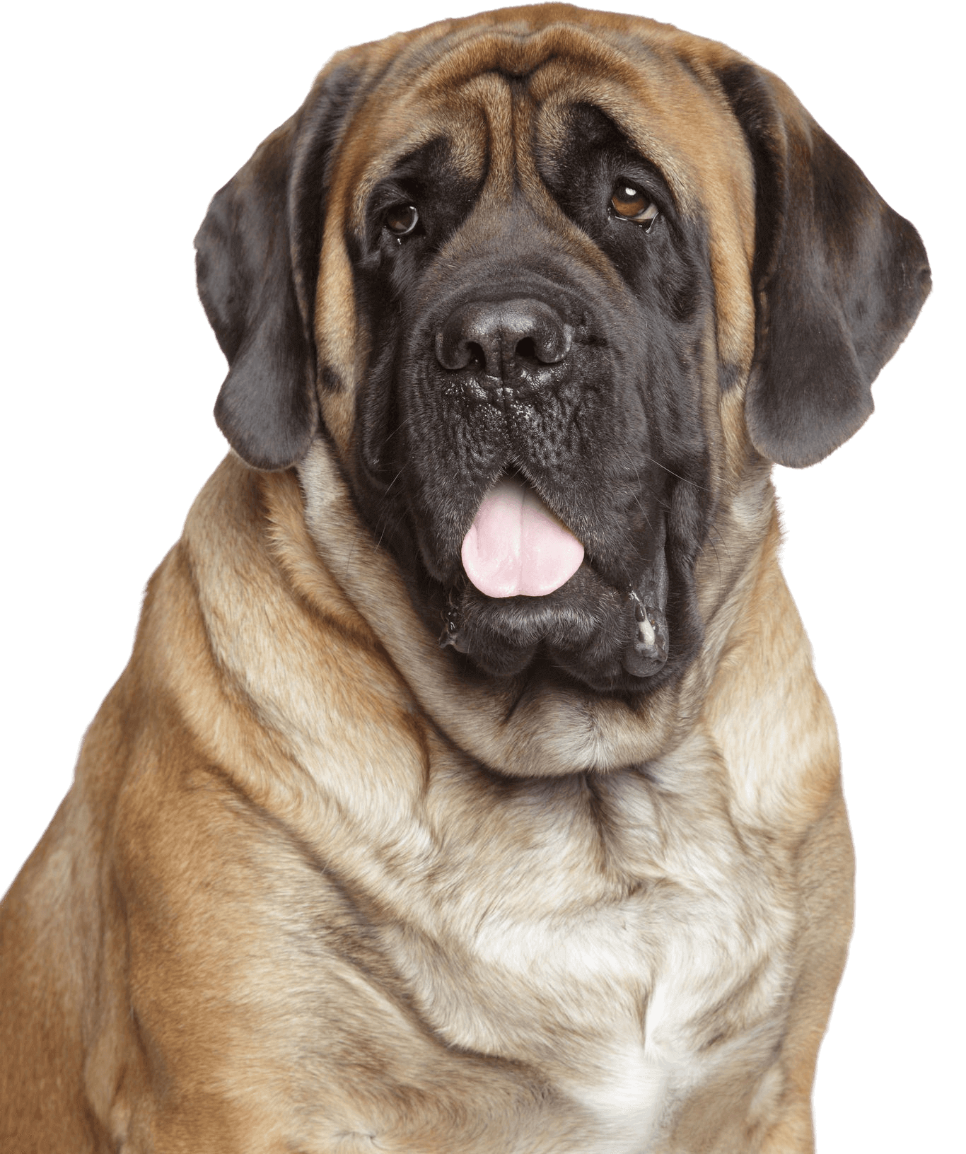 Bully Finderz – The ultimate bulldog marketplace for pet owners and ...